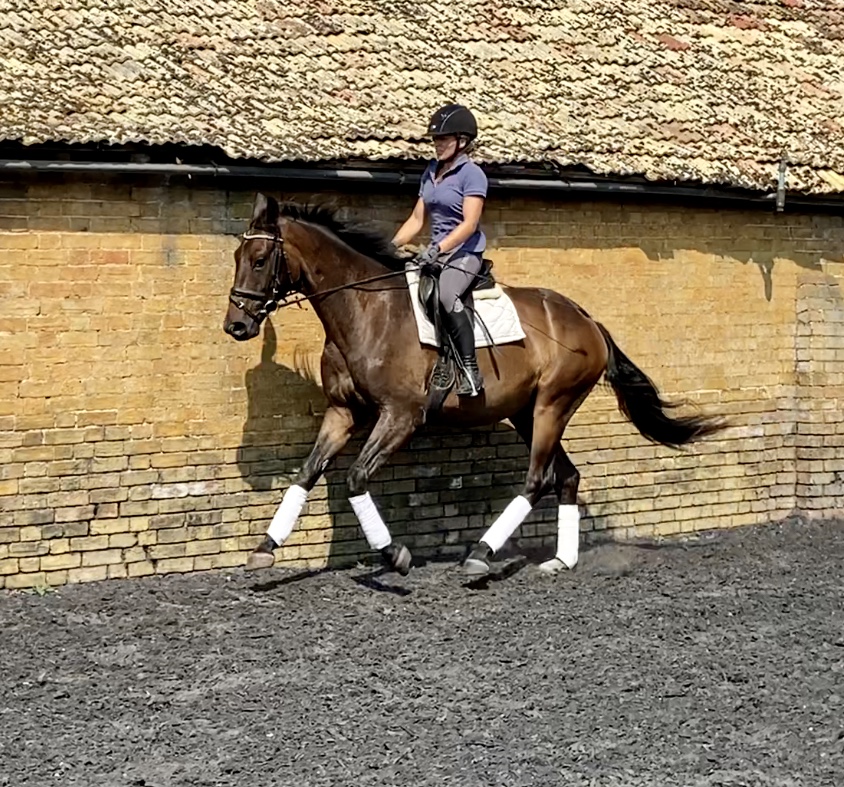 Hanoverian horse for sale @ Witcham House Farm Stud